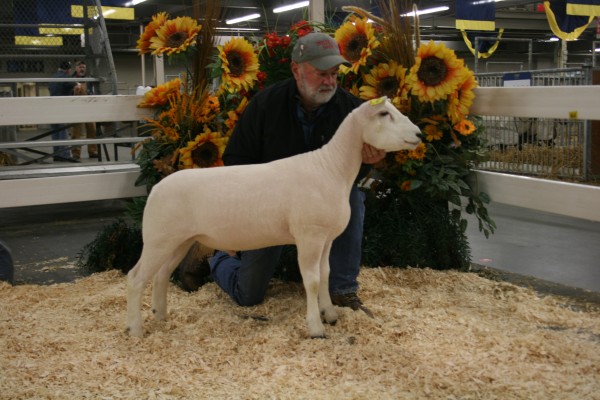 Texels – Brien Sheep
